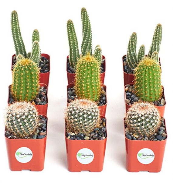 50 Best Cactus Ideas for Beautiful Southwestern Weddings