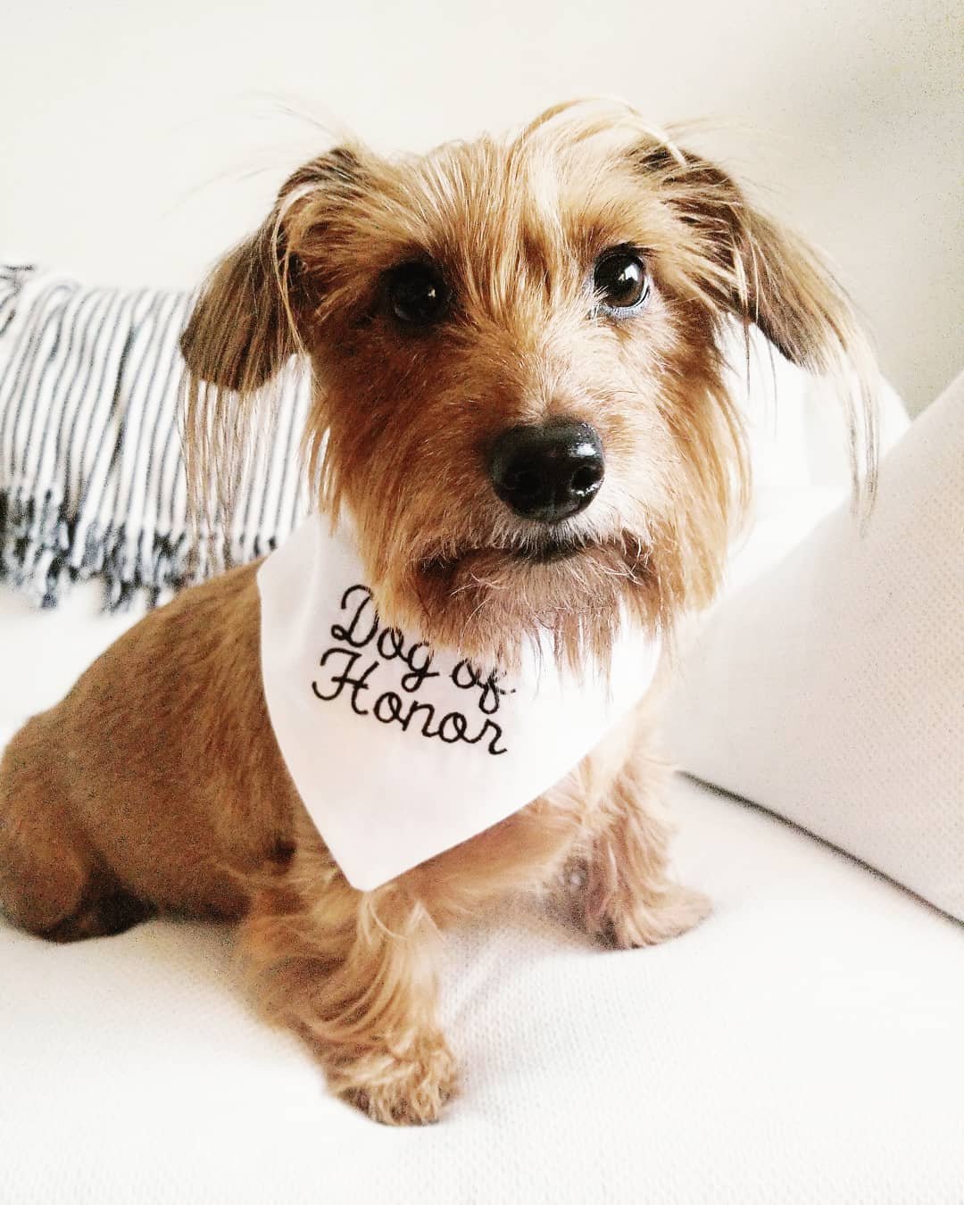 Dog Wedding Ideas: 10 Cutest Ways to Include Dogs in Weddings