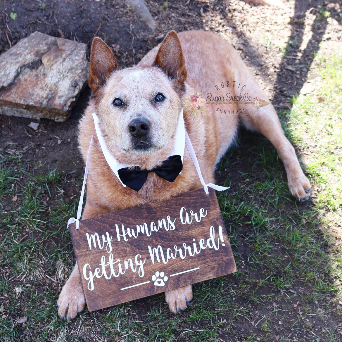 Dog Wedding Ideas: 10 Cutest Ways to Include Dogs in Weddings