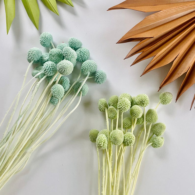 Where to Buy Billy Balls for Wedding in Bulk + Individual Stems