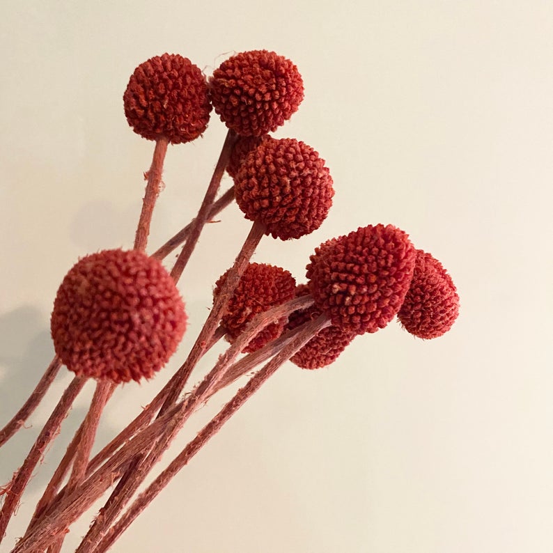Where to Buy Billy Balls for Wedding in Bulk + Individual Stems