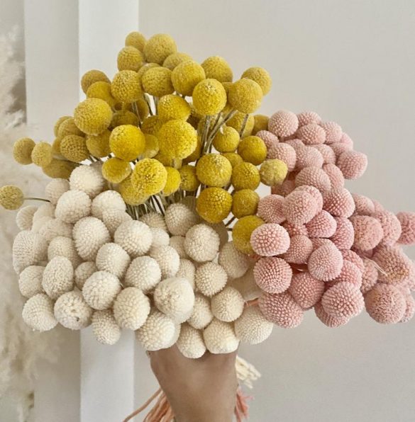 Where to Buy Billy Balls for Wedding in Bulk + Individual Stems