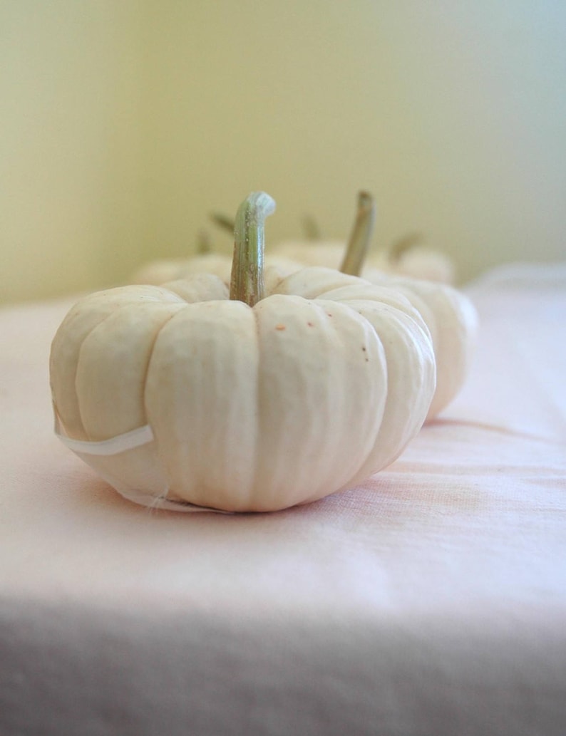 Where to Buy White Pumpkins in Bulk for Weddings | Emmaline Bride